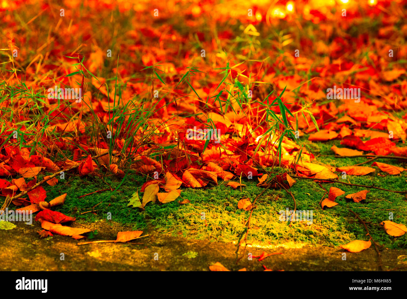 Fall leaf colors Stock Photo - Alamy