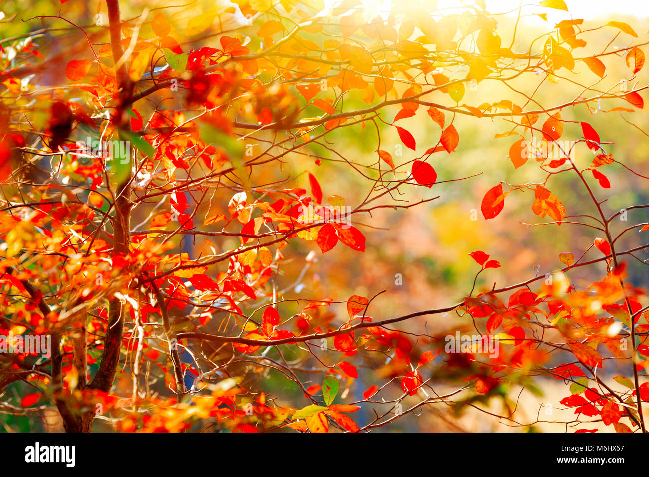 Fall leaf colors Stock Photo - Alamy