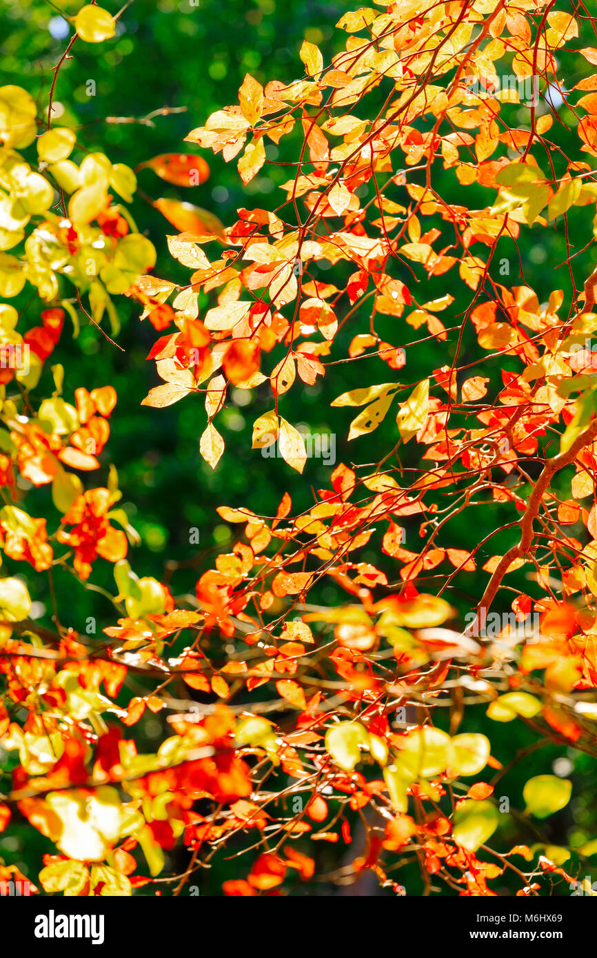 Fall leaf colors Stock Photo - Alamy