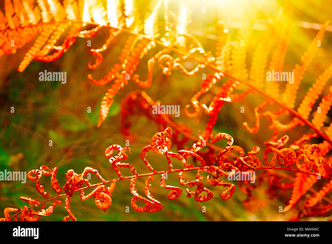 Fall leaf colors Stock Photo - Alamy