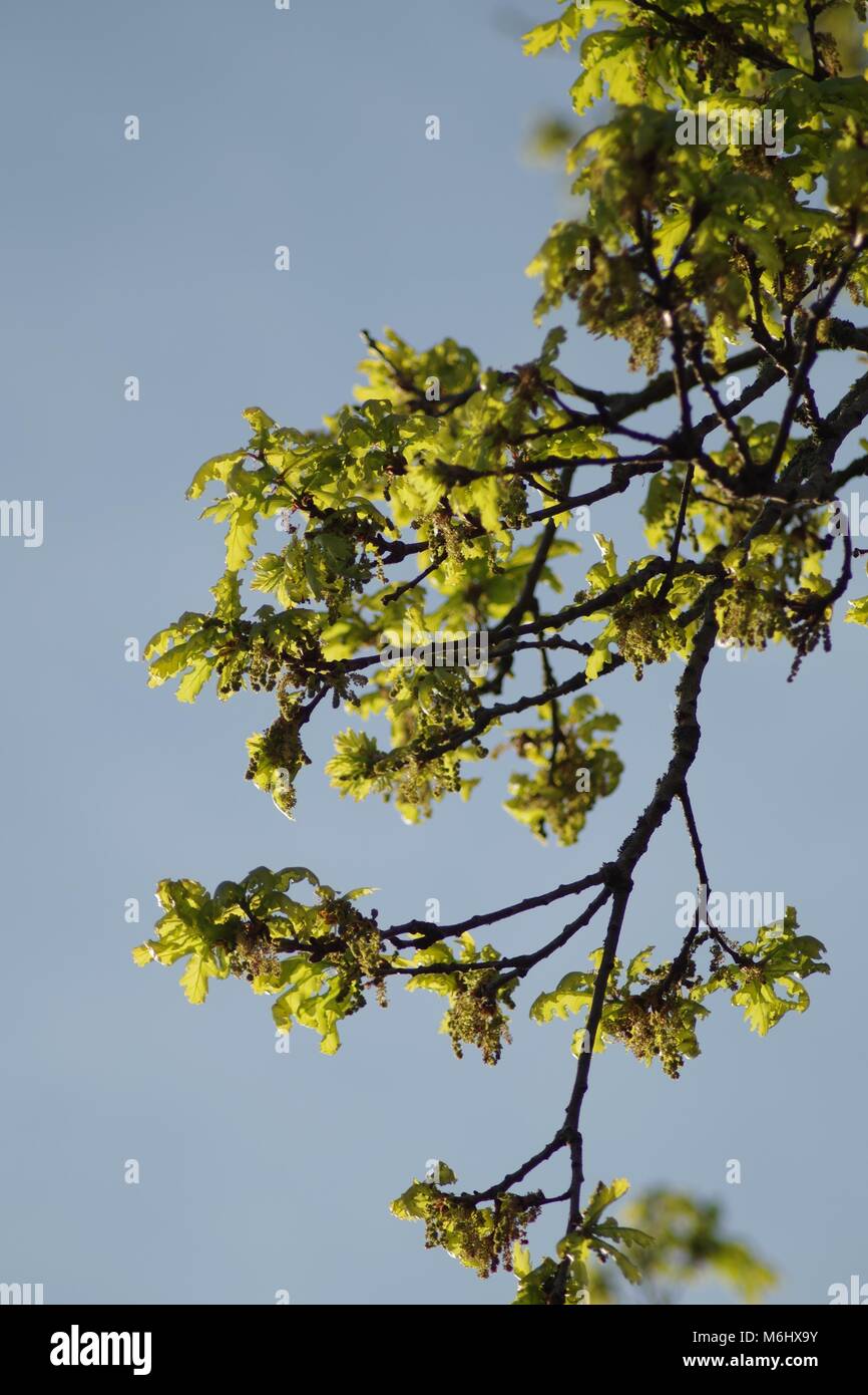 English Oak Tree in Acid Green Spring Foliage (Quercus robur). Bowling ...