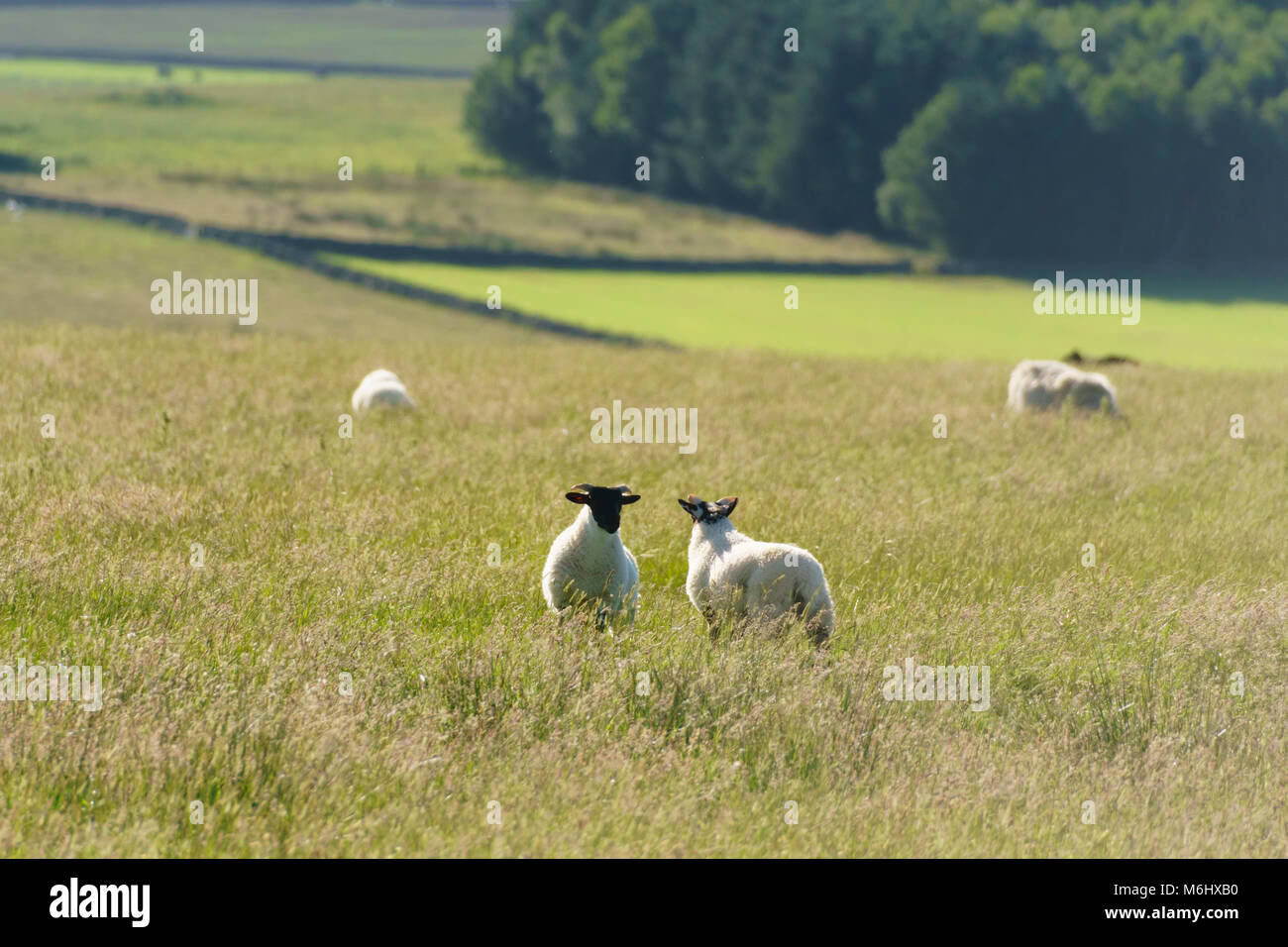 Scotland - the farmlands of the Merse at Westruther in Berwickshire ...