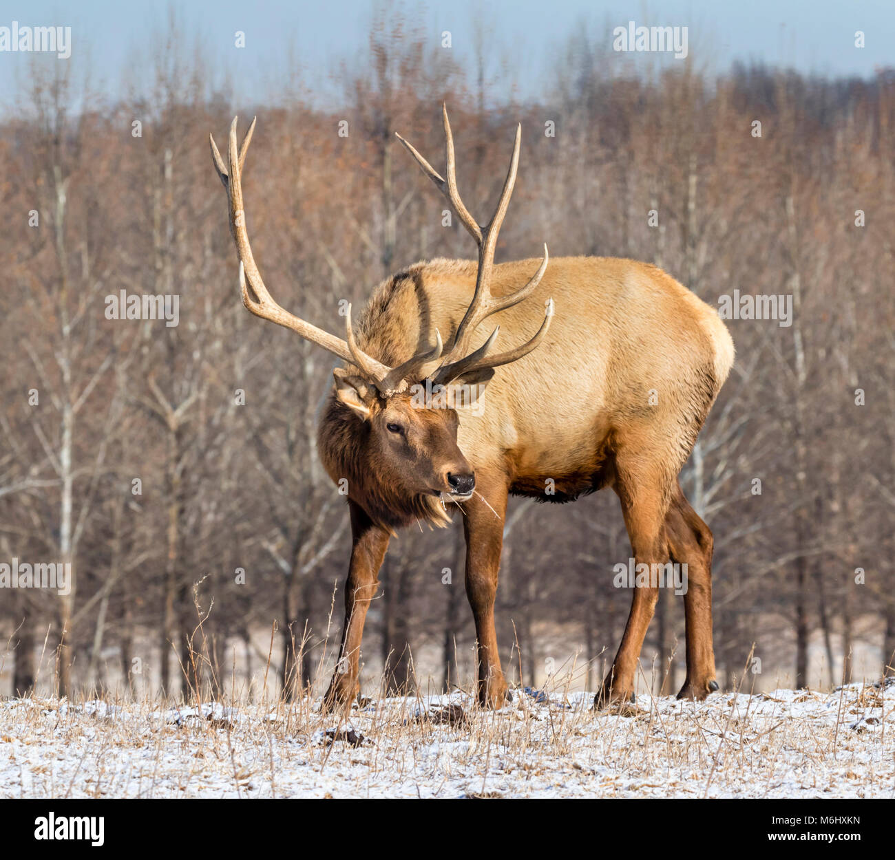 Wapiti cervus canadensis bull hi-res stock photography and images - Alamy