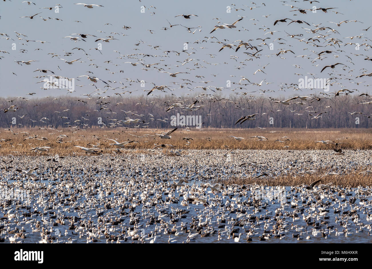 Spring migration of snow geese (Chen caerulescens), Loess Bluffs ...