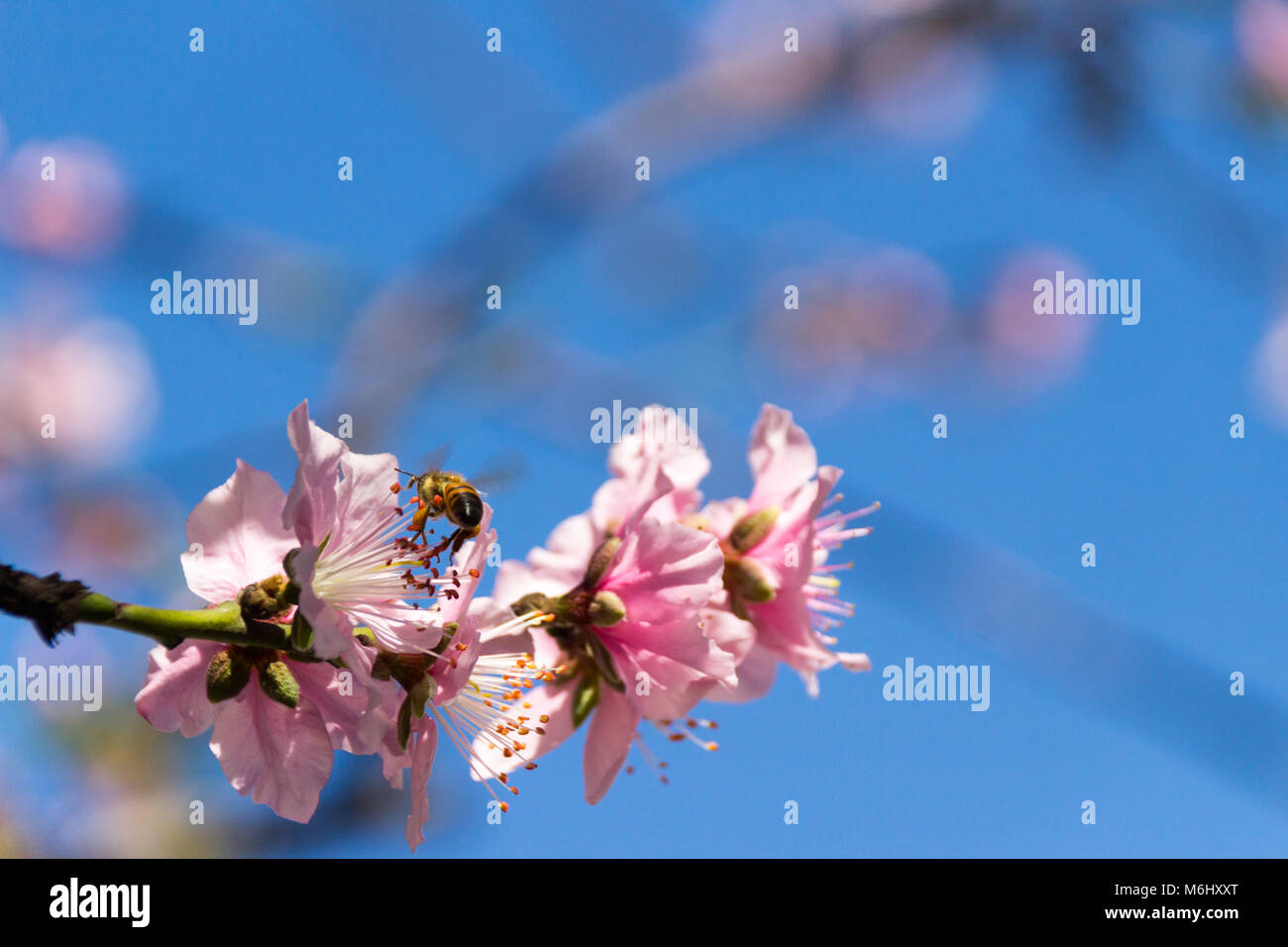 Photograph of some peach flowers and a bee with a blurred bokeh effect ...