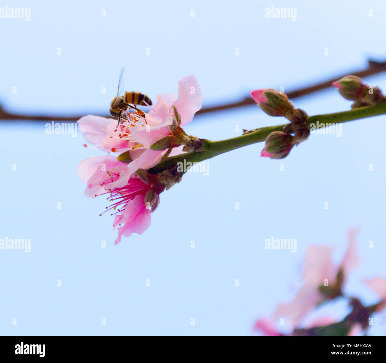 Photograph of some peach flowers and a bee with a blurred bokeh effect ...