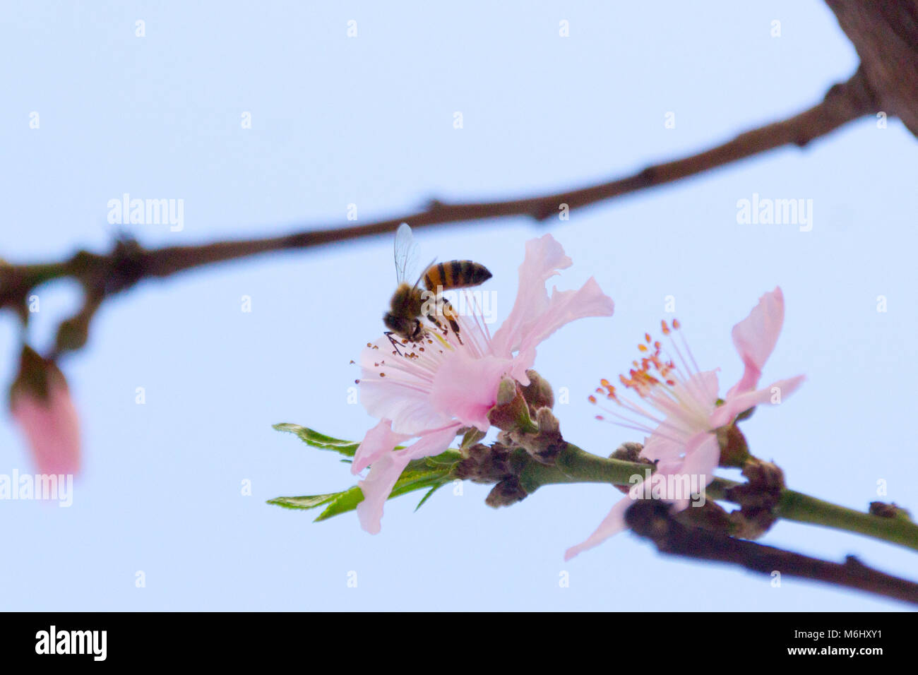 Photograph of some peach flowers and a bee with a blurred bokeh effect ...