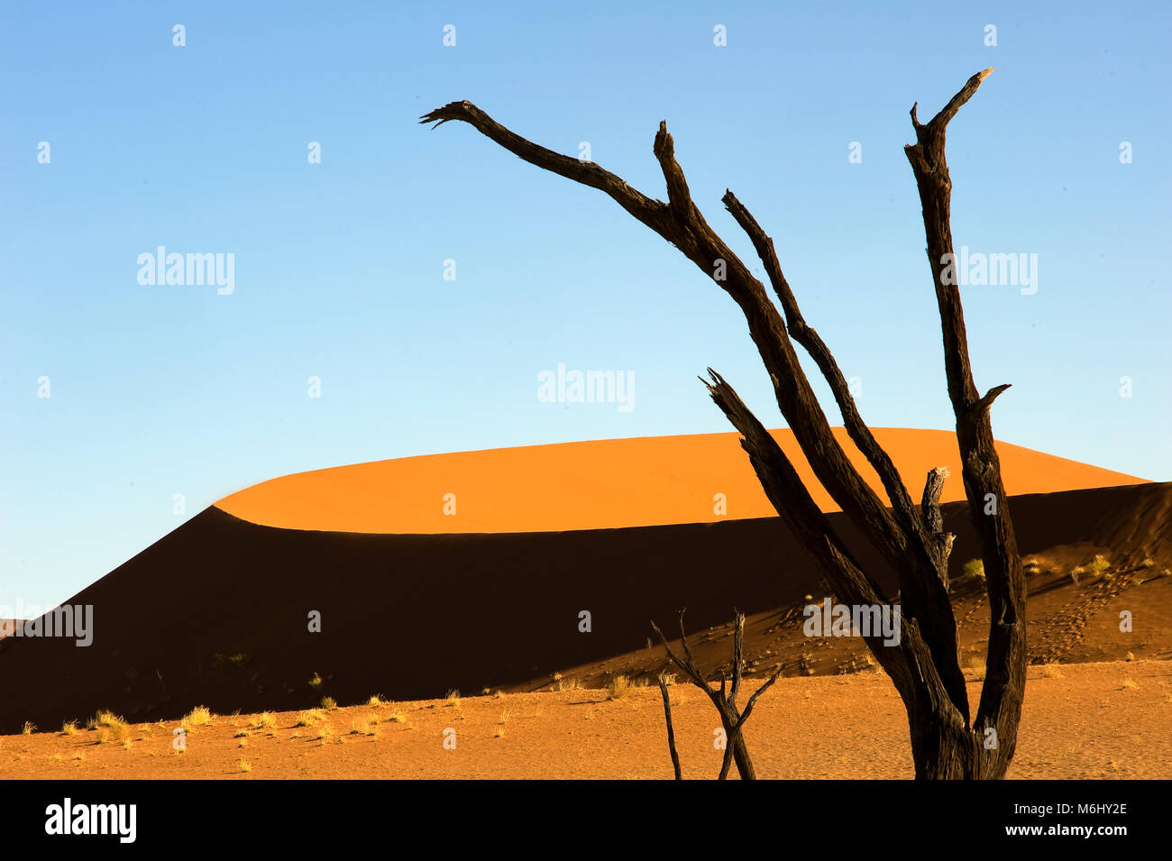 Dead tree at Dead Vlei area, Namib Naukluft National Park, Namibia ...