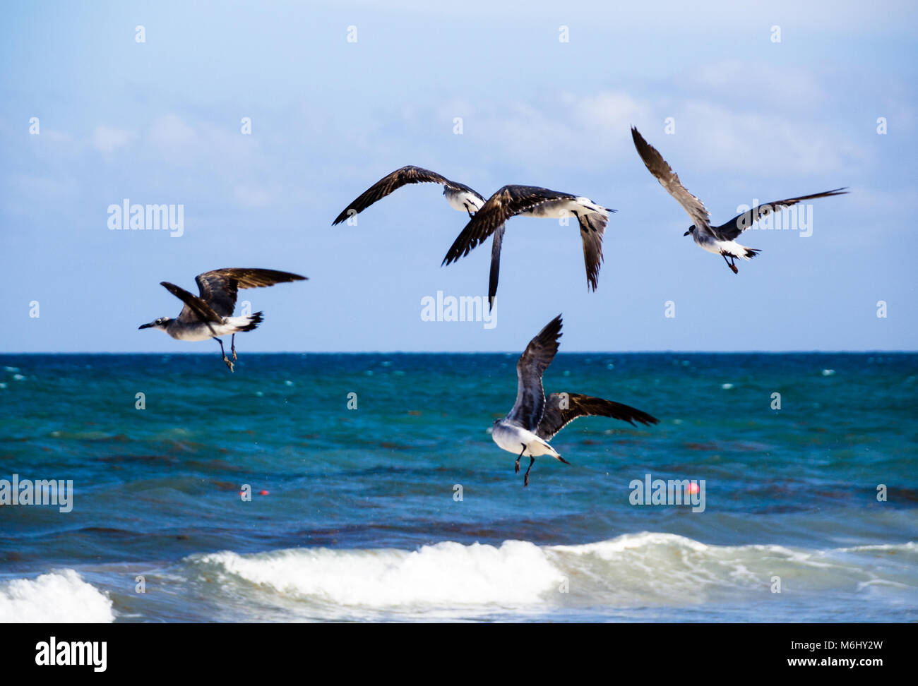 Photograph of some flying seagulls and blue sky Stock Photo - Alamy