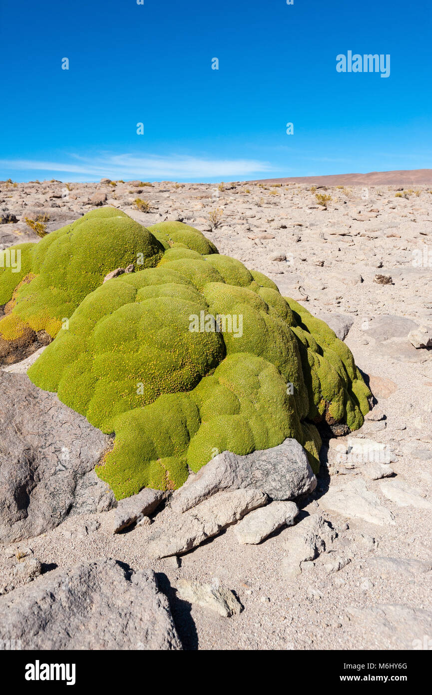 Azorella yareta hi-res stock photography and images - Alamy