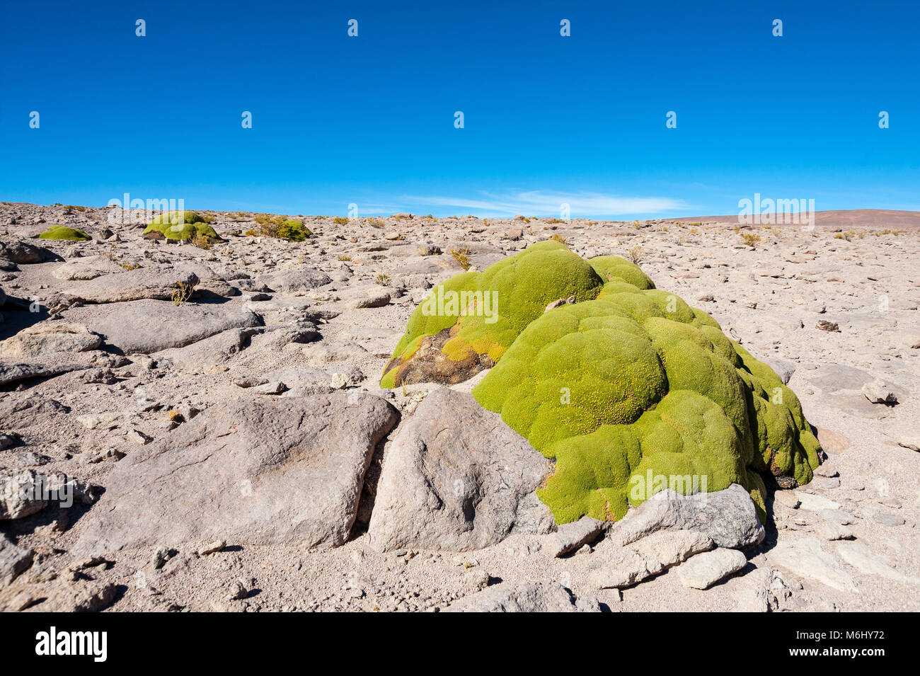 Azorella yareta hi-res stock photography and images - Alamy