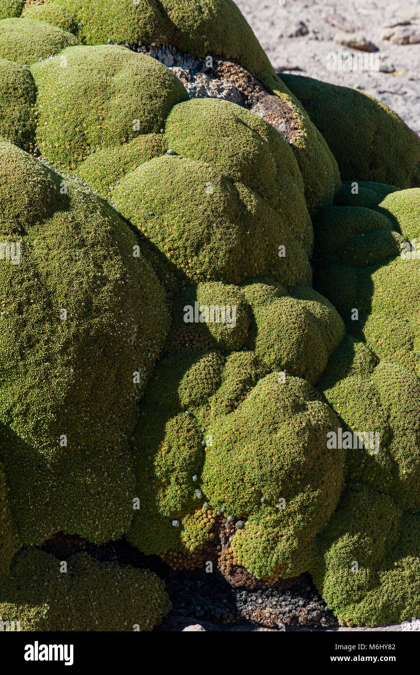 Yareta or llareta (Azorella compacta, also known as "Llareta" in ...