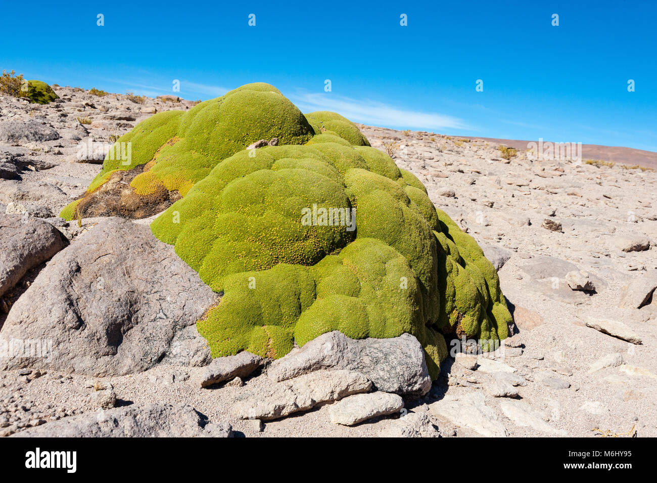 Yareta or llareta (Azorella compacta, also known as "Llareta" in ...