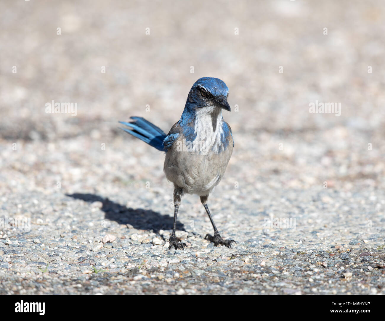 California native birds hi-res stock photography and images - Alamy