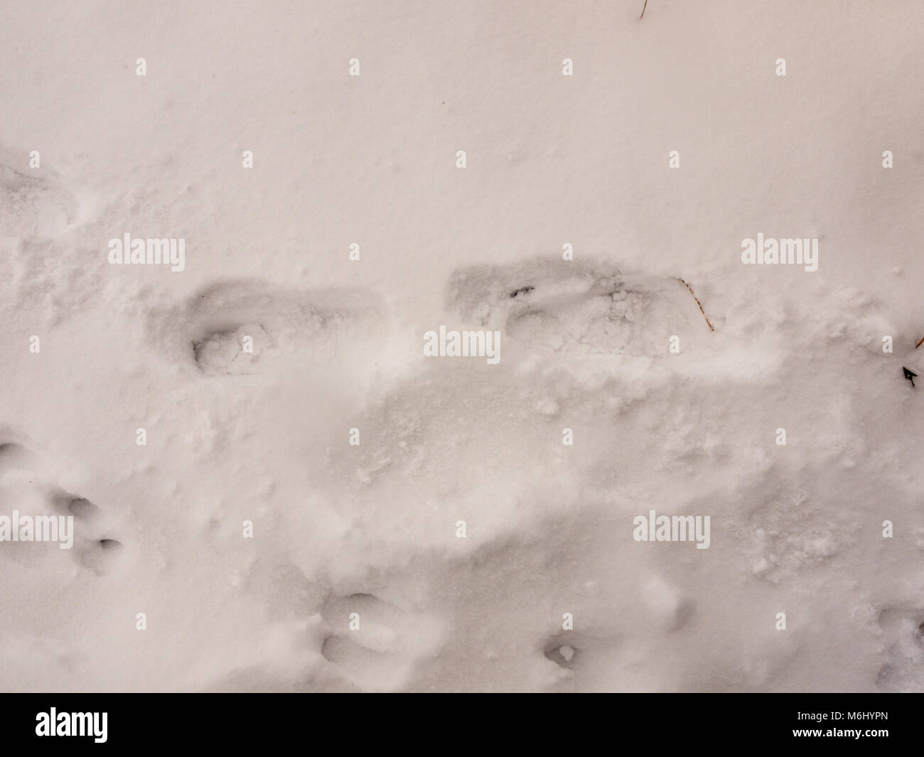snow background texture floor path with tracks trail foot prints marks ...