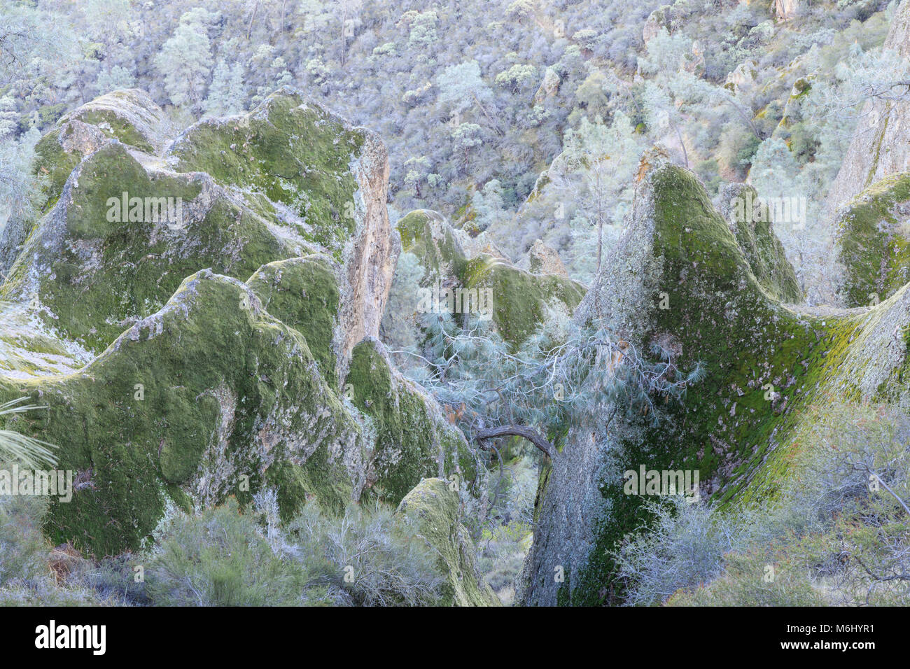 Volcanic rocks covered with lichen Stock Photo - Alamy