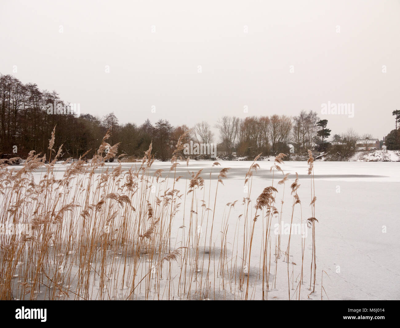 reeds standing frozen lake water surface outside nature winter cold ...