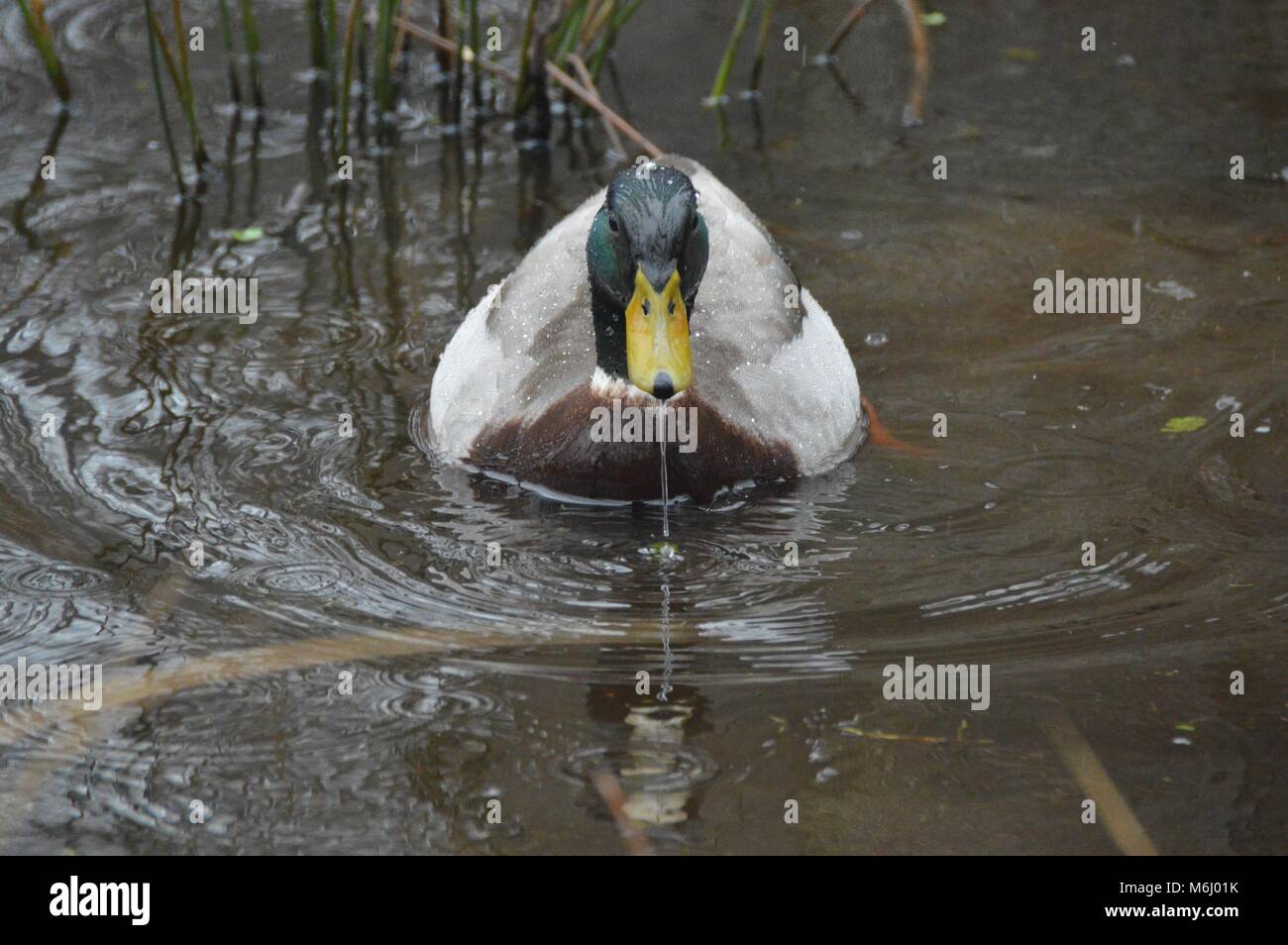 Mallard Duck eating in the rain Stock Photo - Alamy