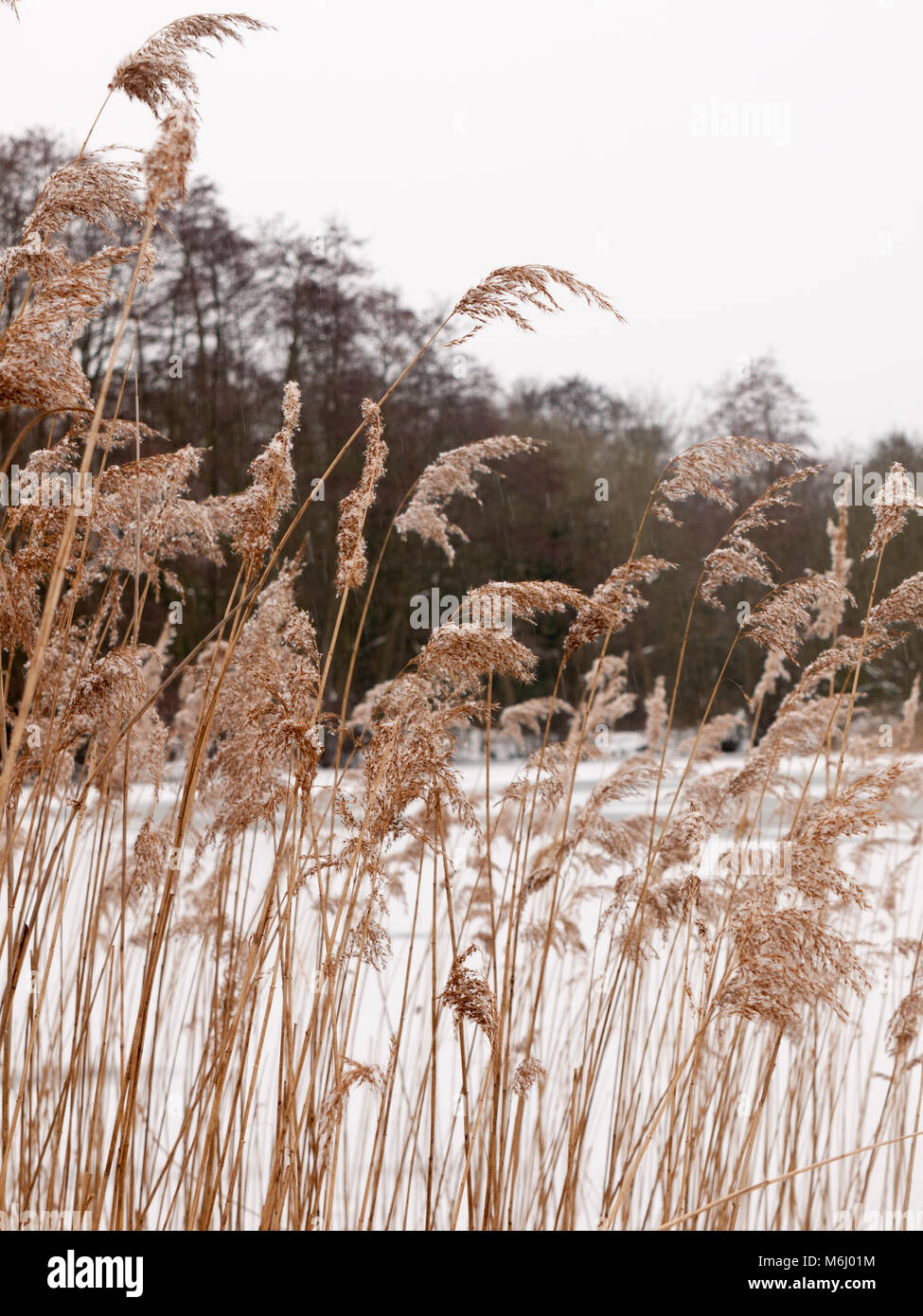 reeds outside with white sky snow background nature winter; essex ...