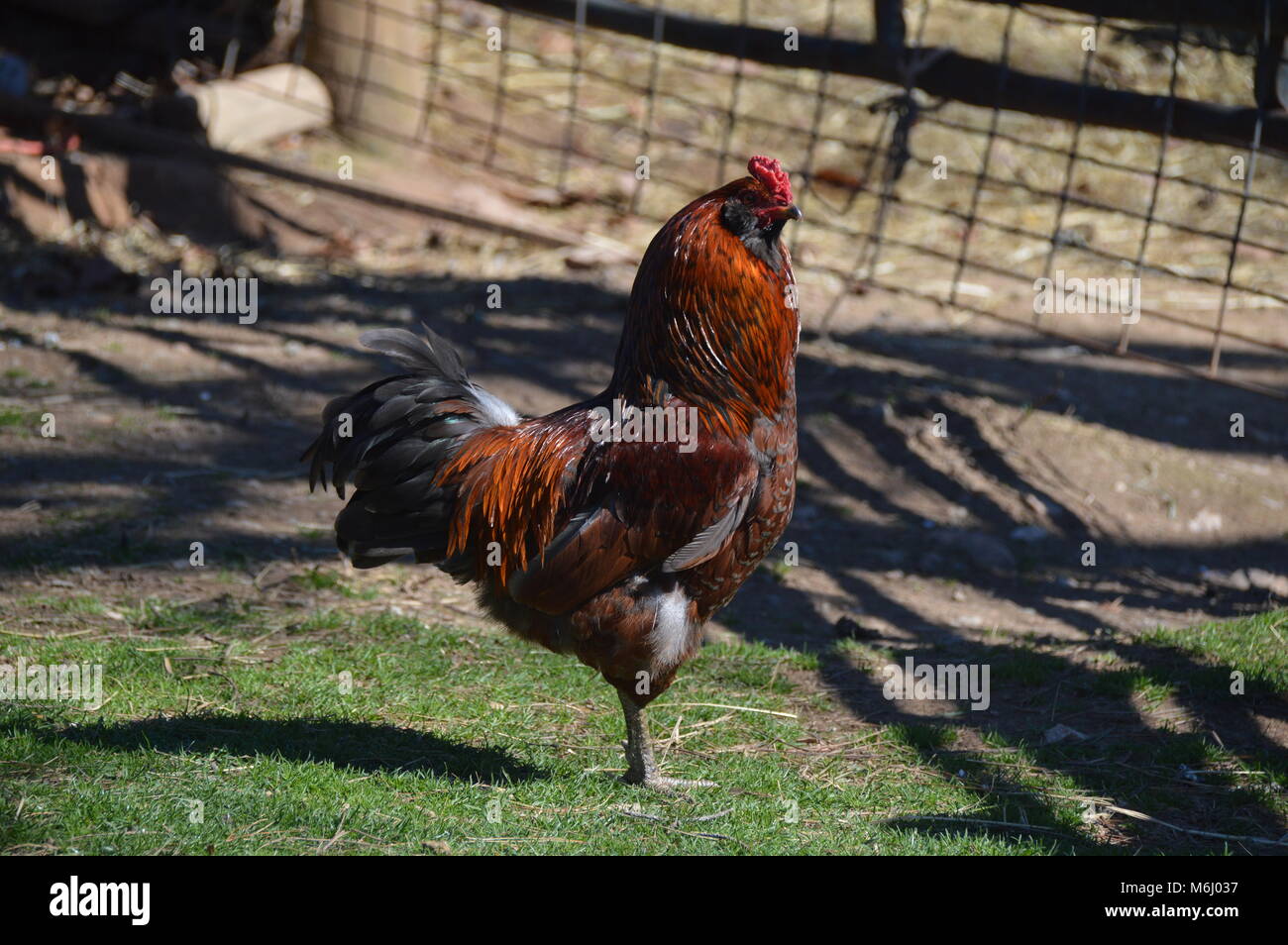 Farm raised, egg producing chickens in Mananas Virginia Stock Photo - Alamy