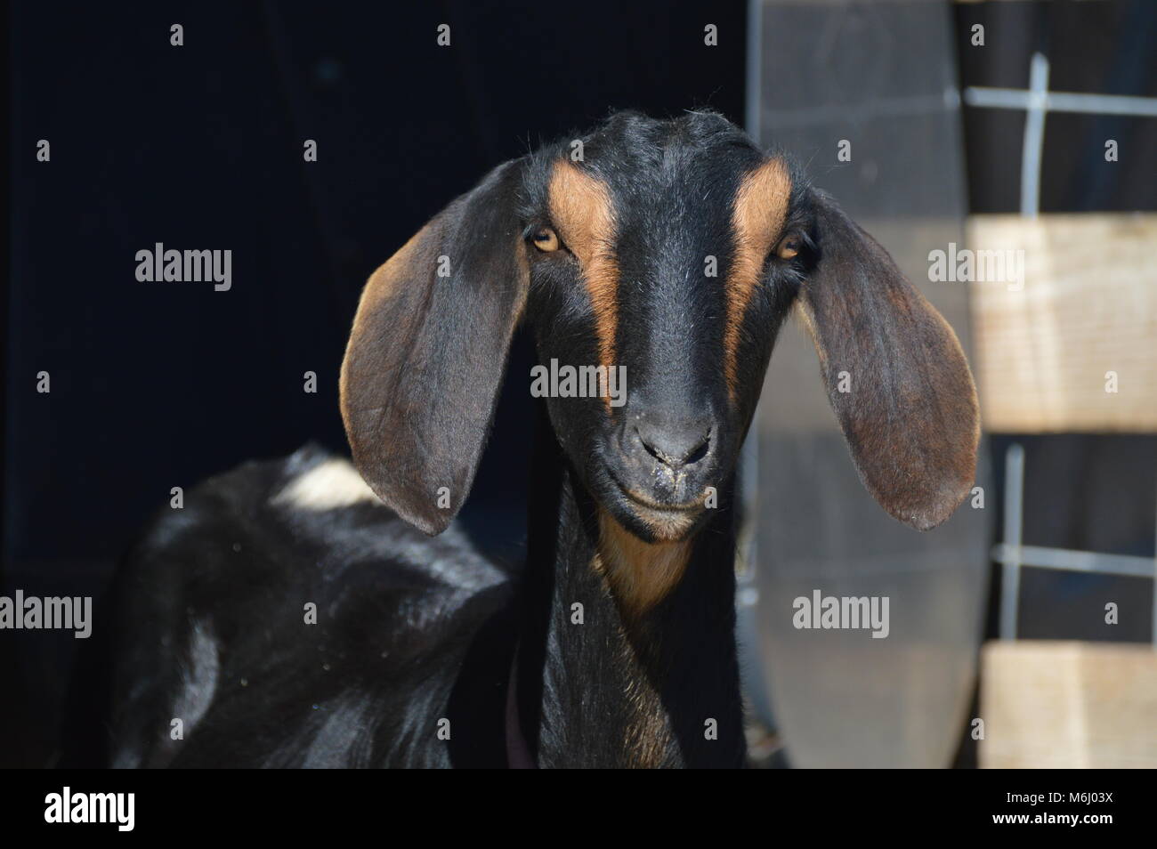 Goat sucker hi-res stock photography and images - Alamy