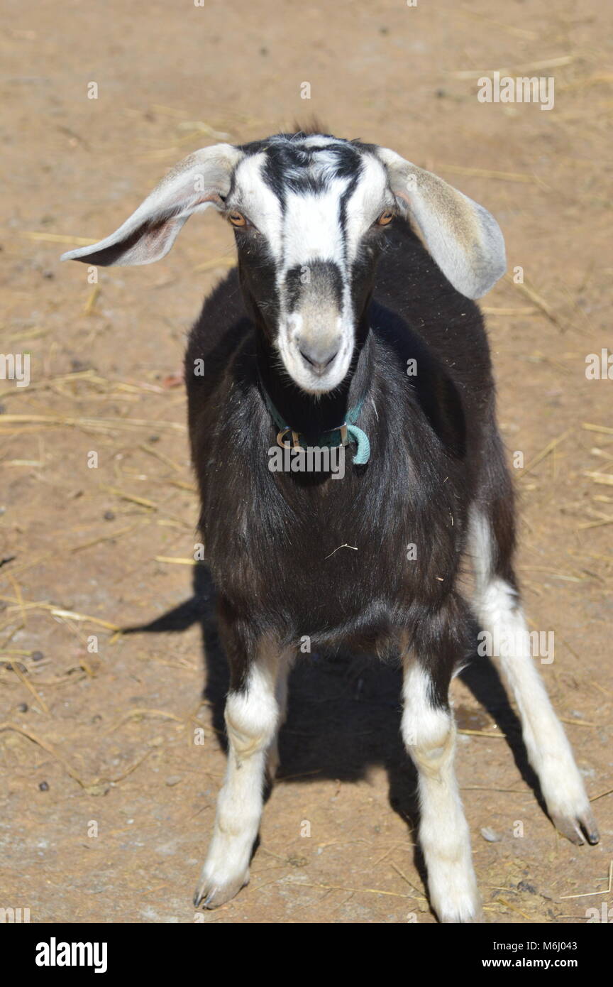 Chupacabra Victims Goats