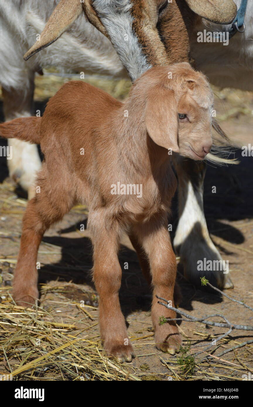 Farm animals friends hi-res stock photography and images - Alamy