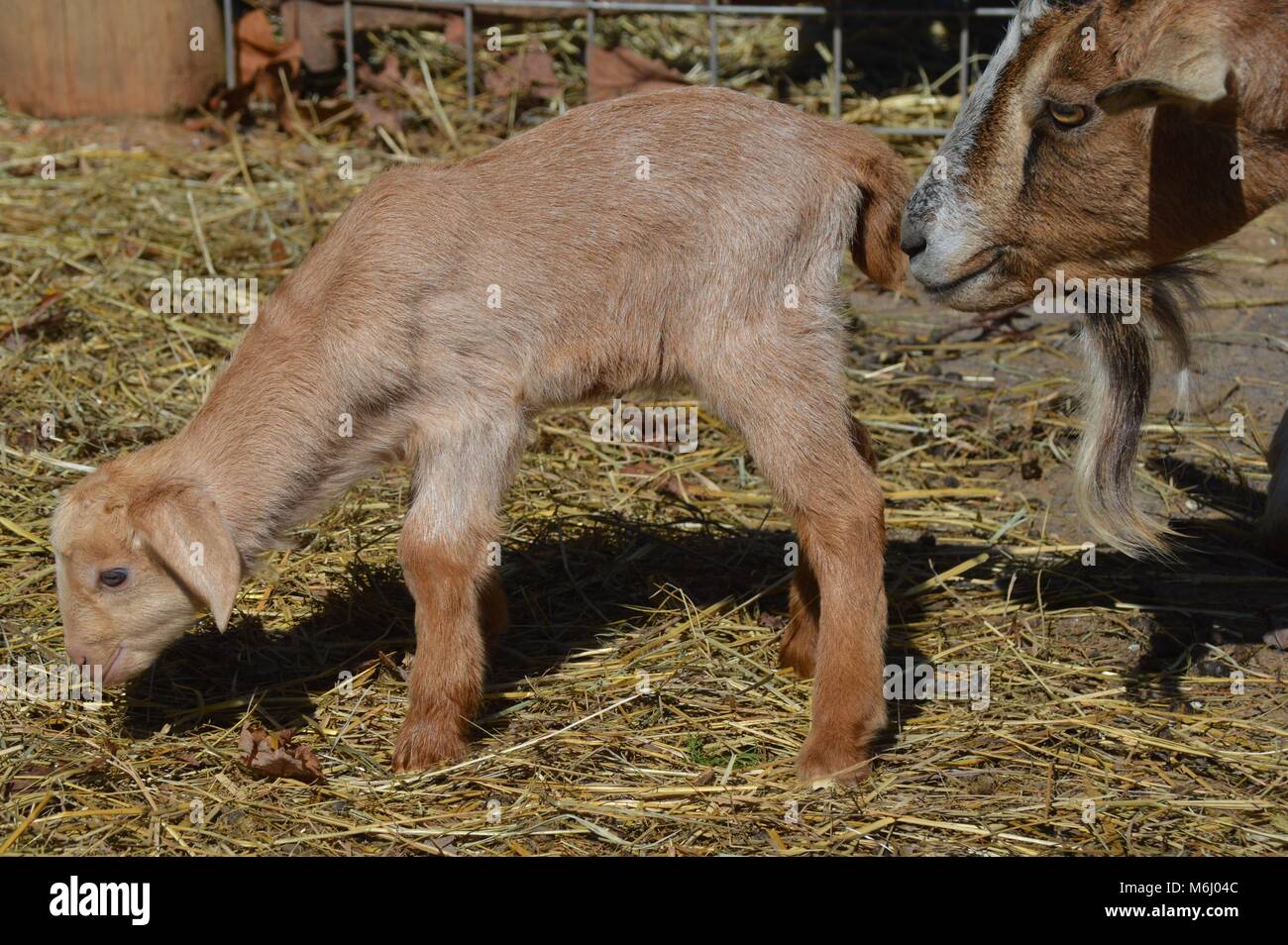Goat sucker hi-res stock photography and images - Alamy
