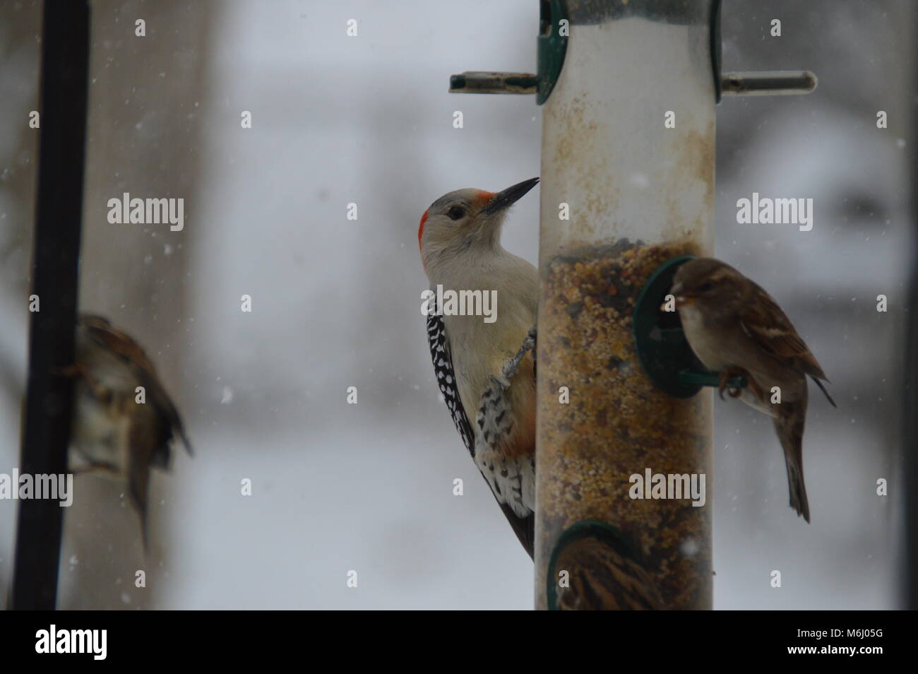 A picture of a woodpecker getting food from a bird feeder Stock Photo ...