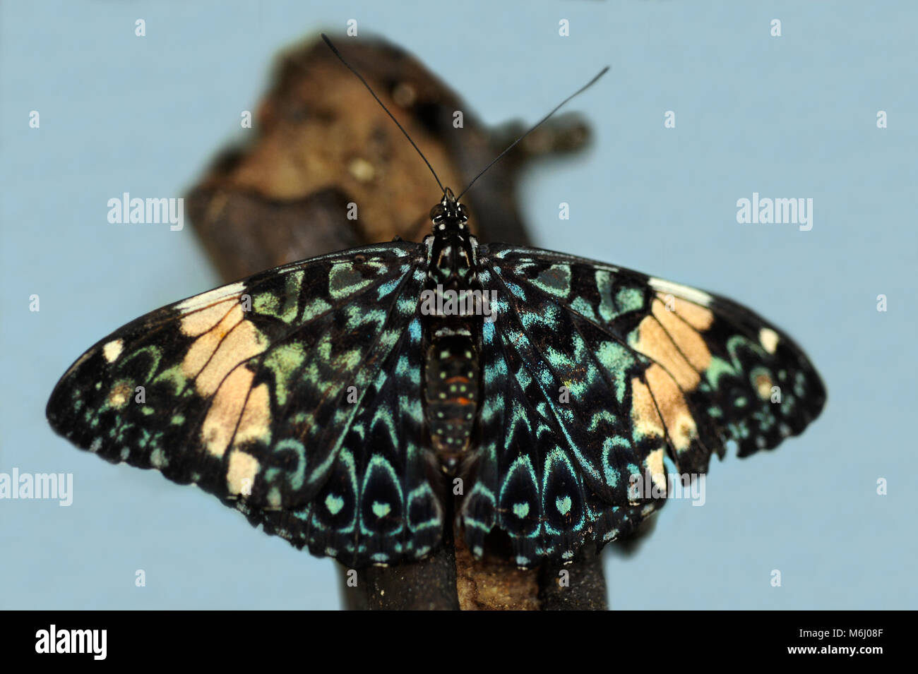 Red Cracker (Hamadryas amphinome mexicana) butterfly in the Butterfly ...