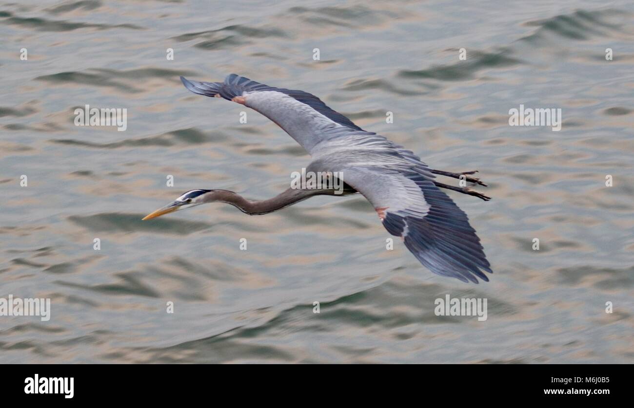 Beautiful Heron Bird in Flight Stock Photo - Alamy