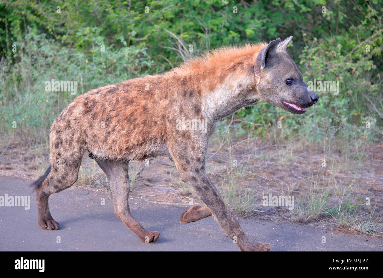 Side view running hyena hi-res stock photography and images - Alamy