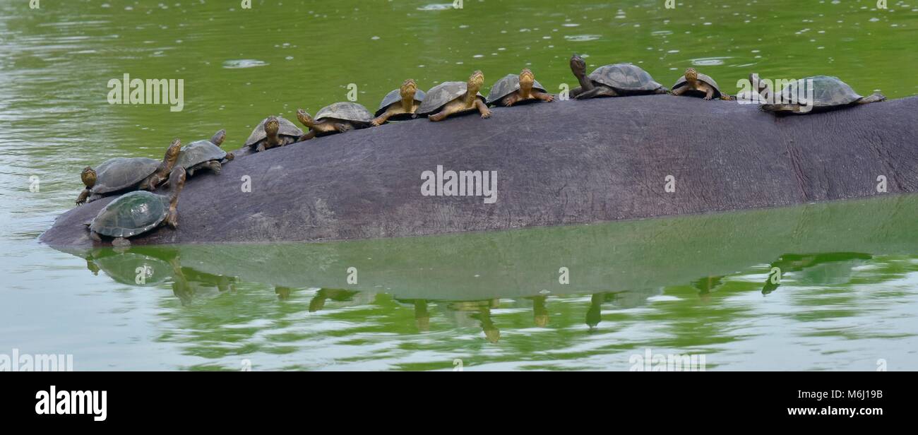 Kruger Park, South Africa. A wildlife and bird paradise. Hippo with ...