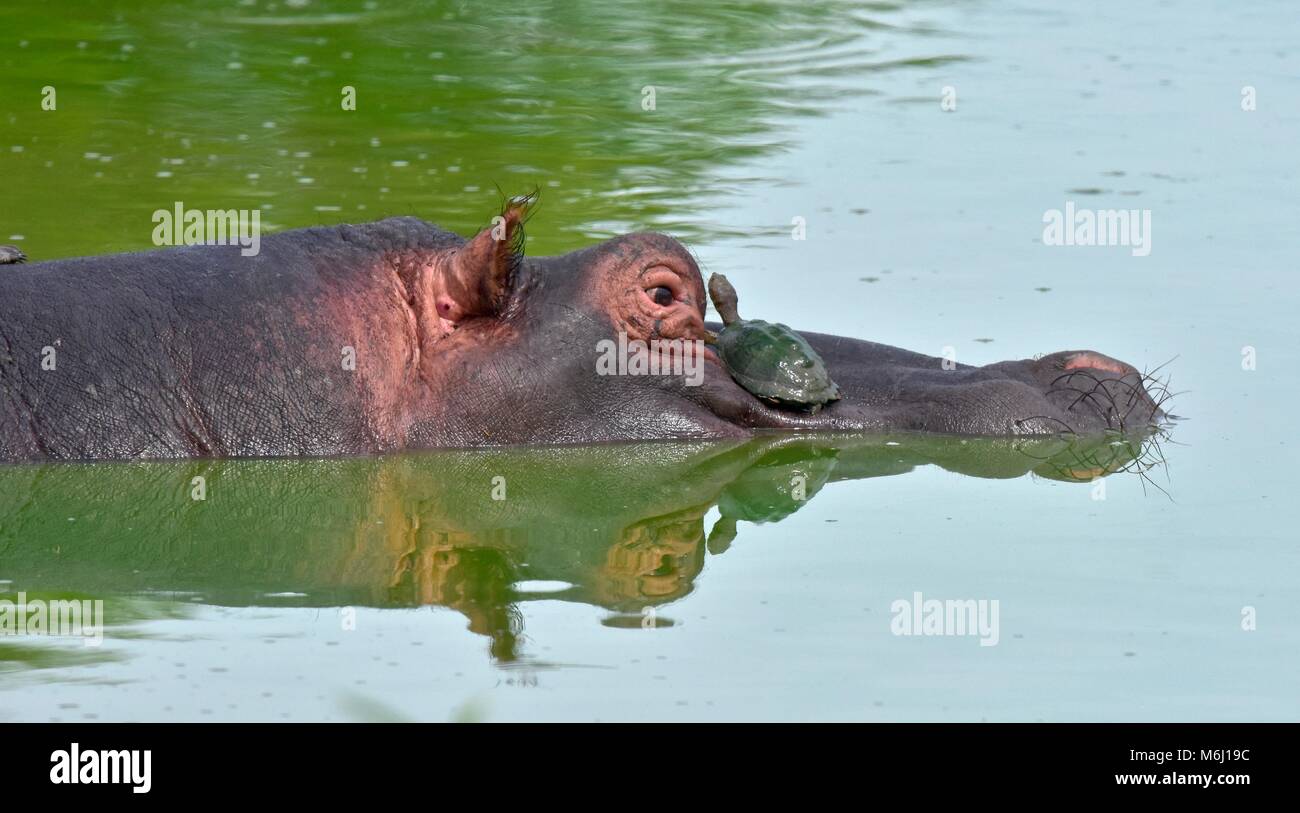 Kruger Park, South Africa. A wildlife and bird paradise. Hippo with ...