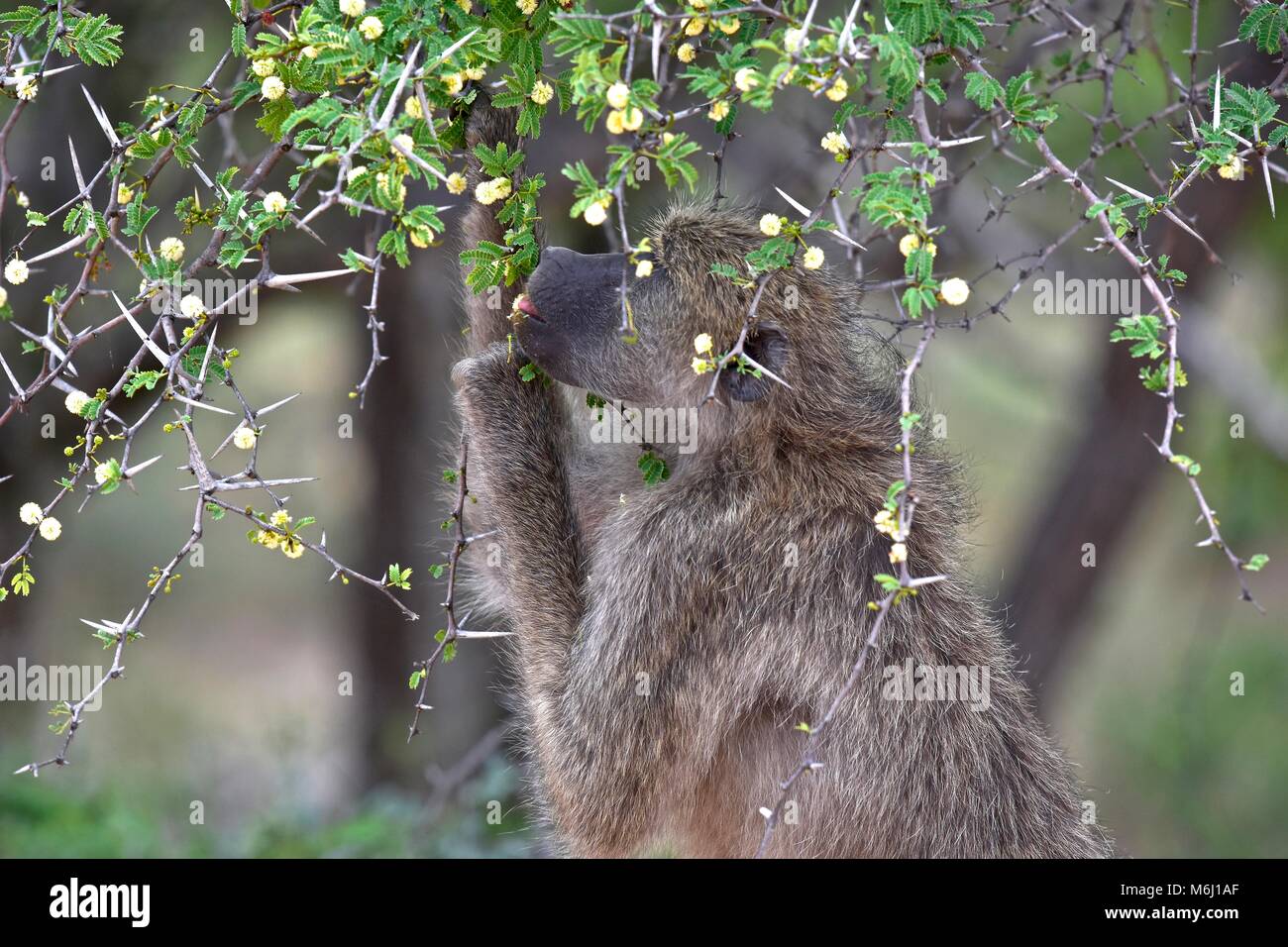 Baboon eating blossoms hi-res stock photography and images - Alamy