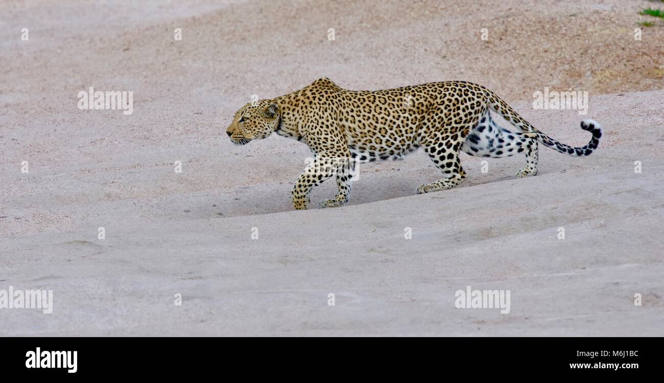 Kruger Park, South Africa. A wildlife and bird paradise. Leopardess ...