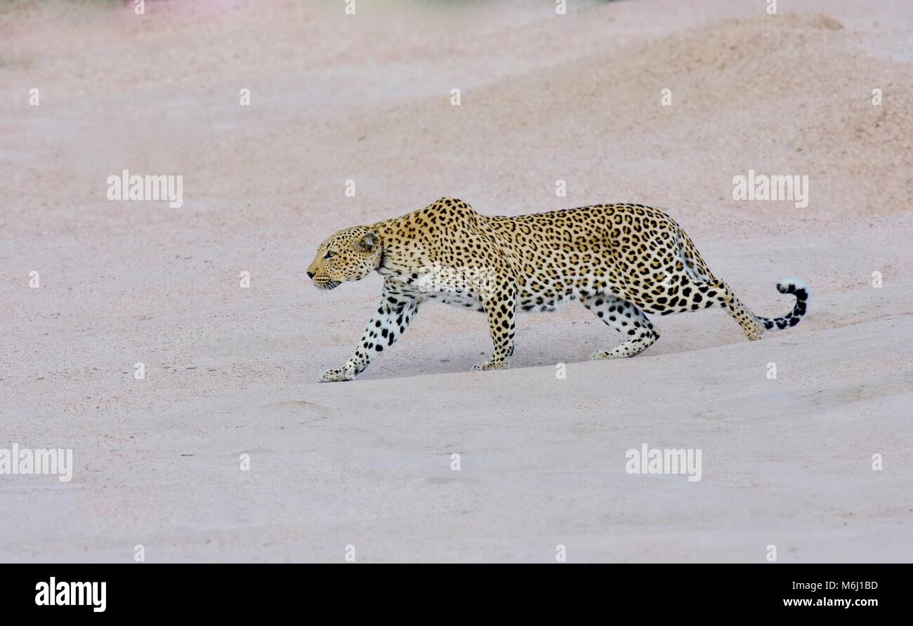 Kruger Park, South Africa. A wildlife and bird paradise. Leopardess ...