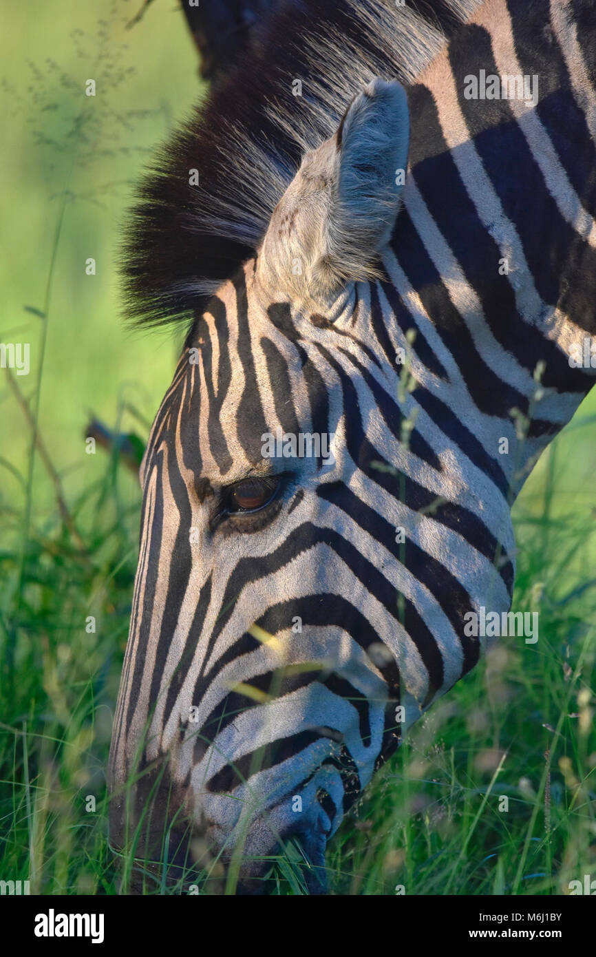 Kruger Park, South Africa. A wildlife and bird paradise. Zebra head ...