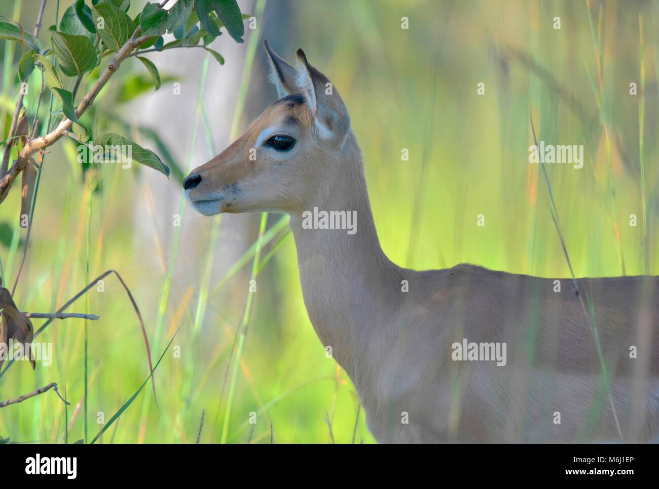 Kruger Park, South Africa. A wildlife and bird paradise. Impala babies ...