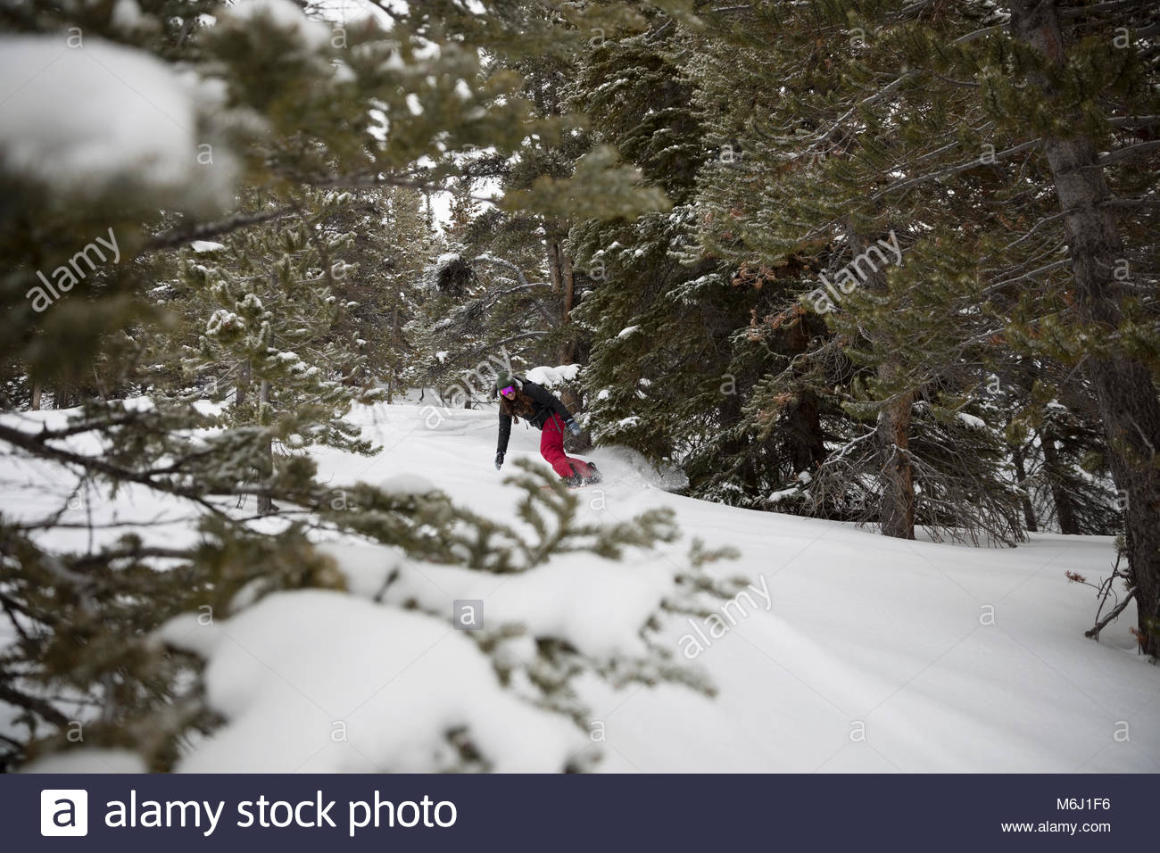 Real snow on a tree hi-res stock photography and images - Alamy