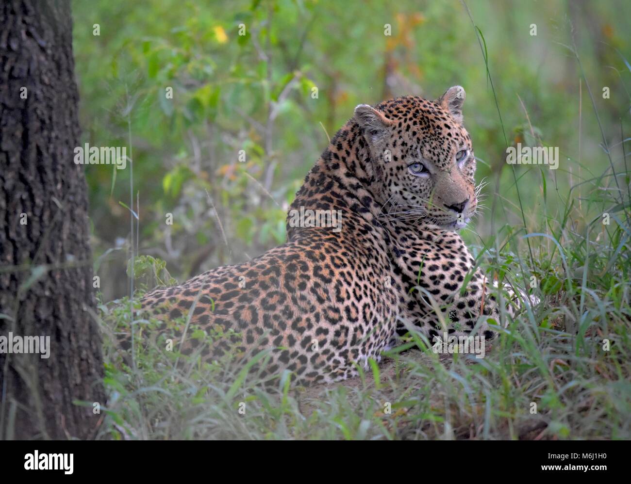 African leopard male kruger national hi-res stock photography and ...
