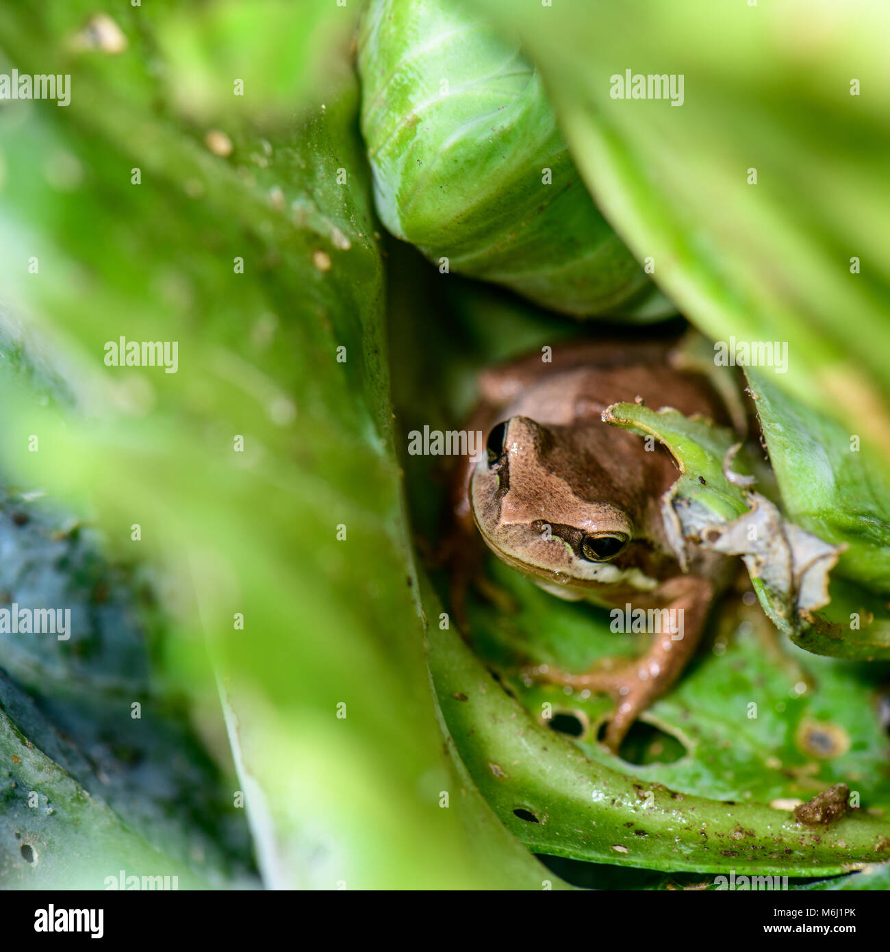 Southern brown tree frog lives between the cabbage leaves in the garden ...
