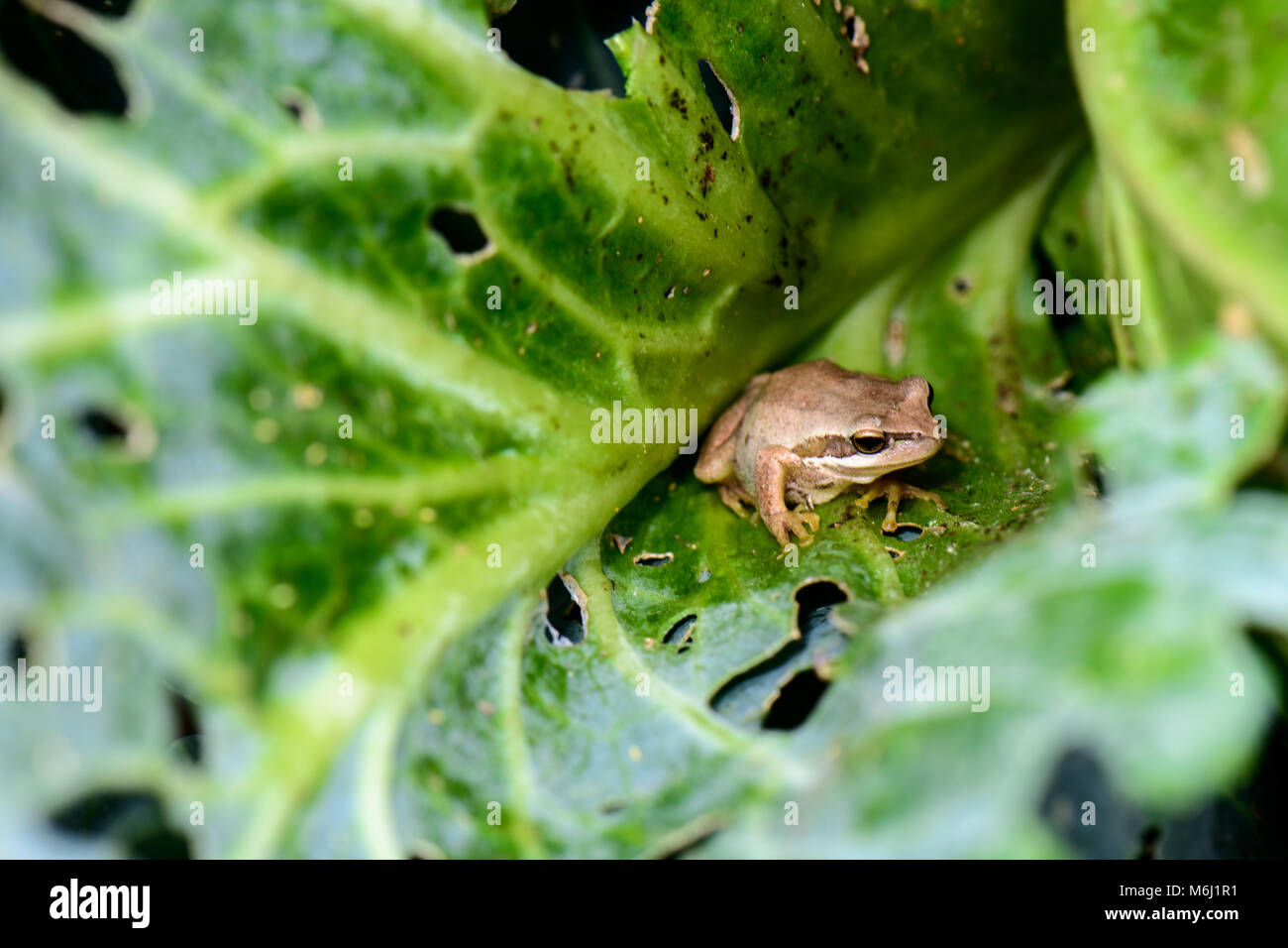Litoria Frog Australia High Resolution Stock Photography and Images - Alamy
