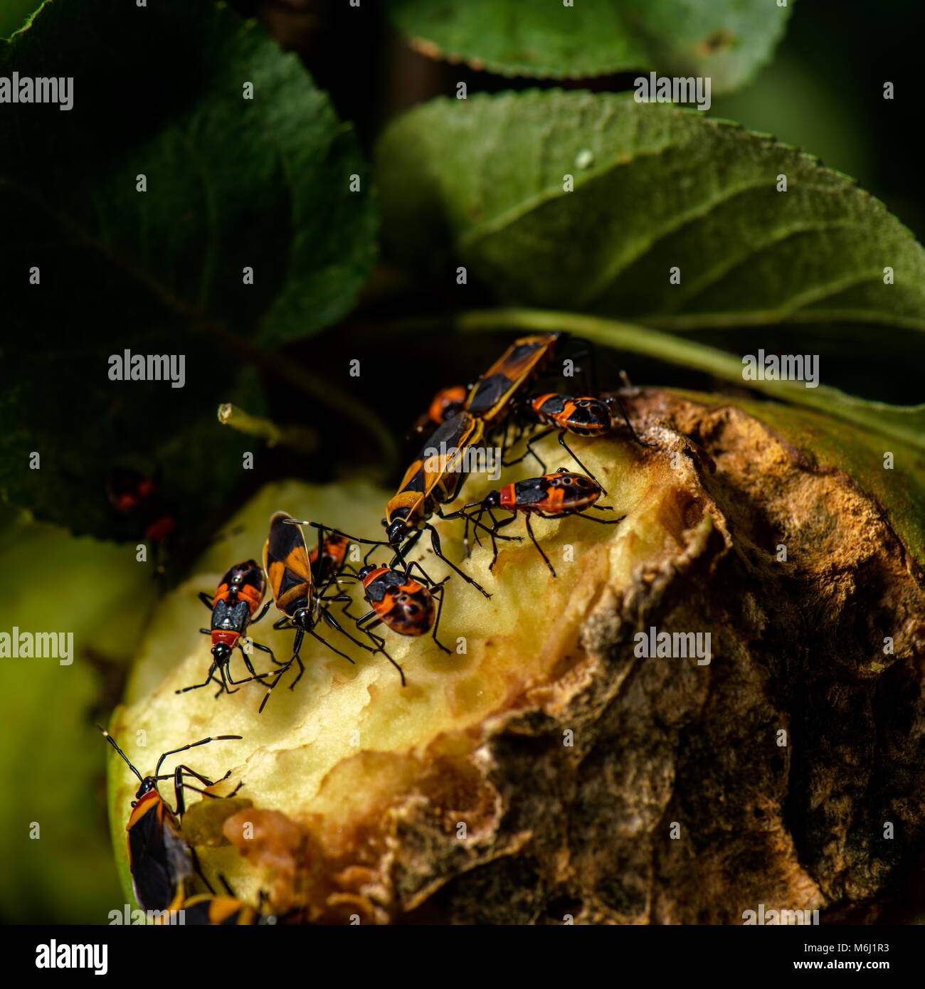 Early evening when bugs and beetles party on the apple tree Stock Photo ...