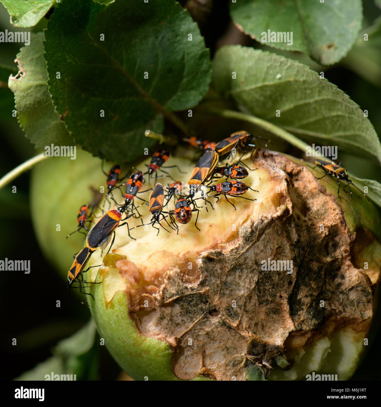 Early evening when bugs and beetles party on the apple tree Stock Photo ...