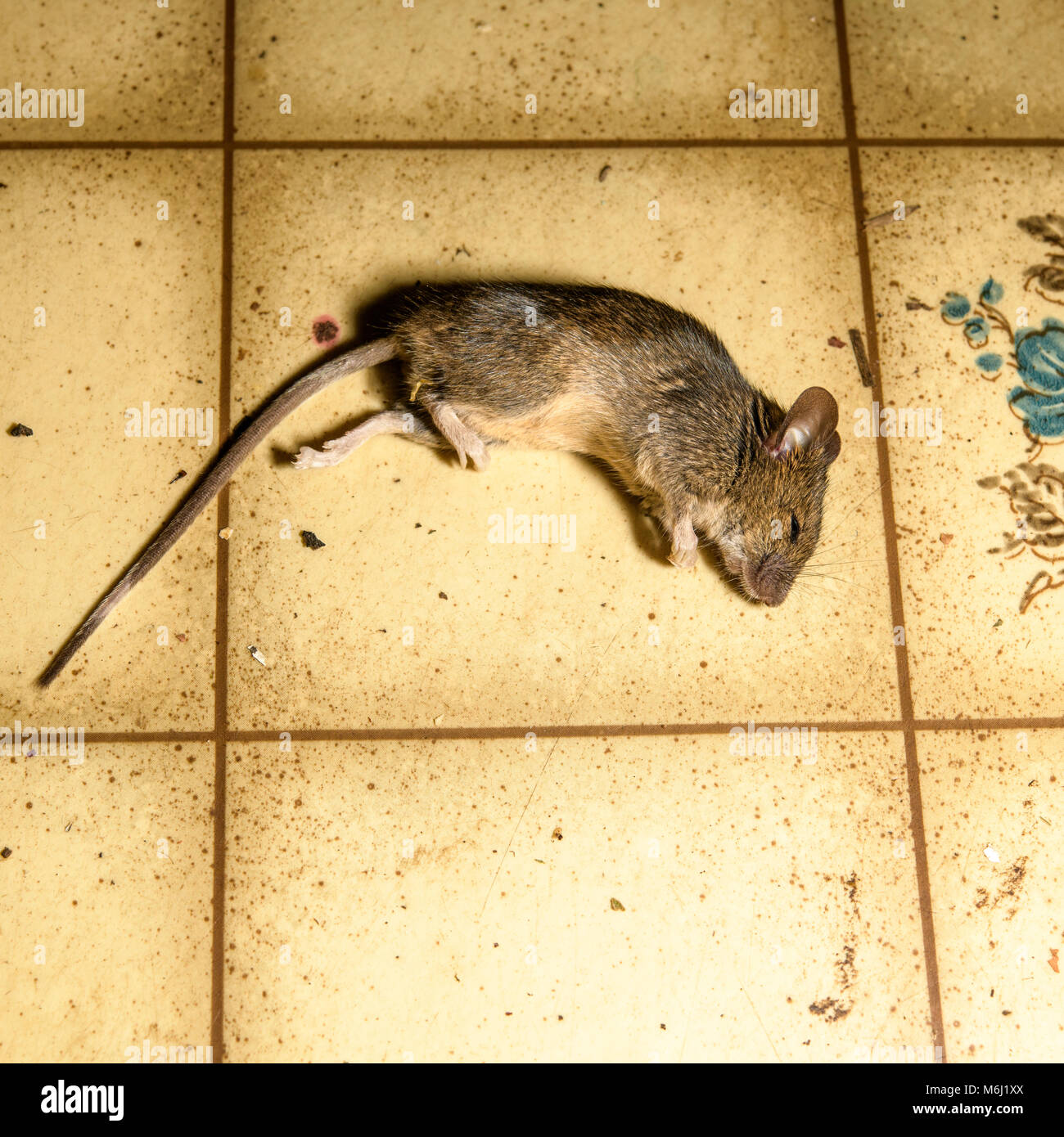 Dead mice winter hi-res stock photography and images - Alamy
