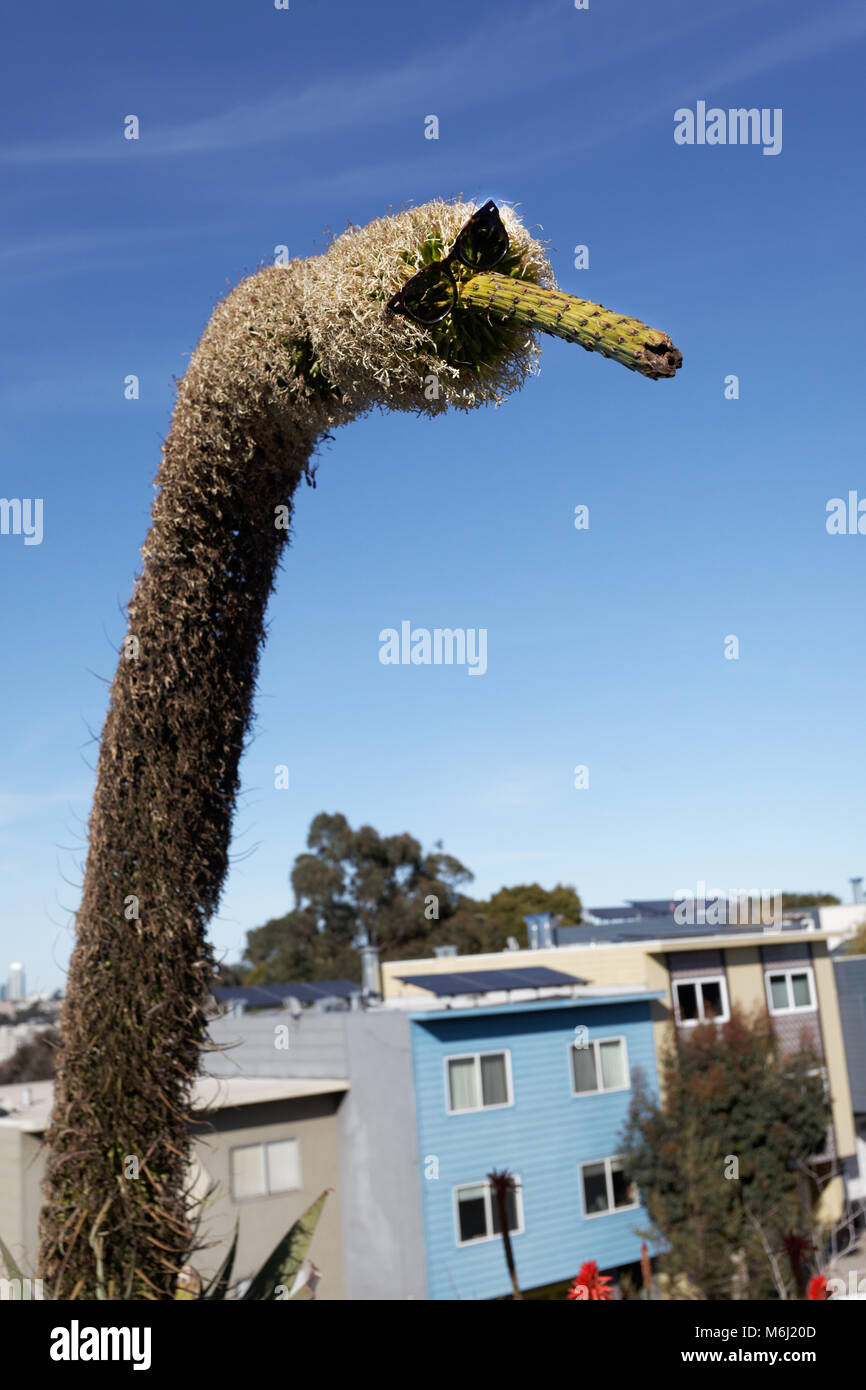 Agave cactus with dramatic stem with goofy sunglasses. Silly fun humor ...