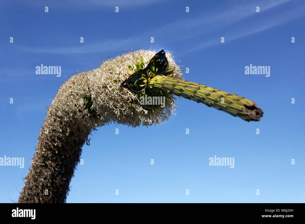 Agave cactus with dramatic stem with goofy sunglasses. Silly fun humor ...