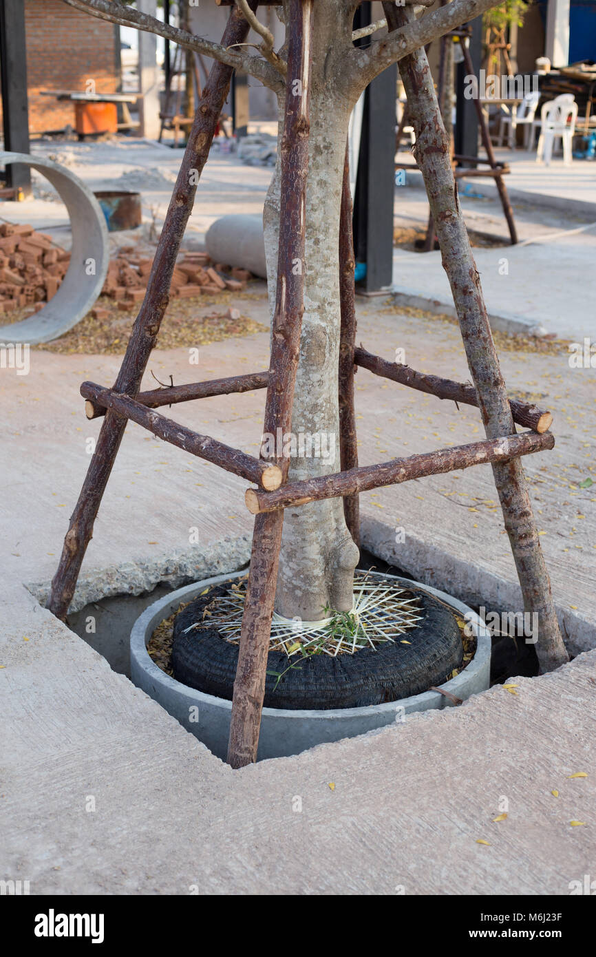Moving large trees to conserve the park Stock Photo - Alamy