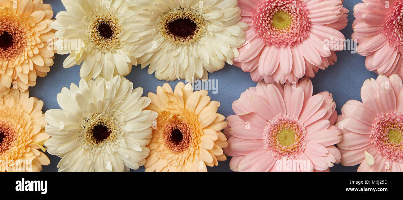 Different colorful gerberas on a blue background Stock Photo - Alamy